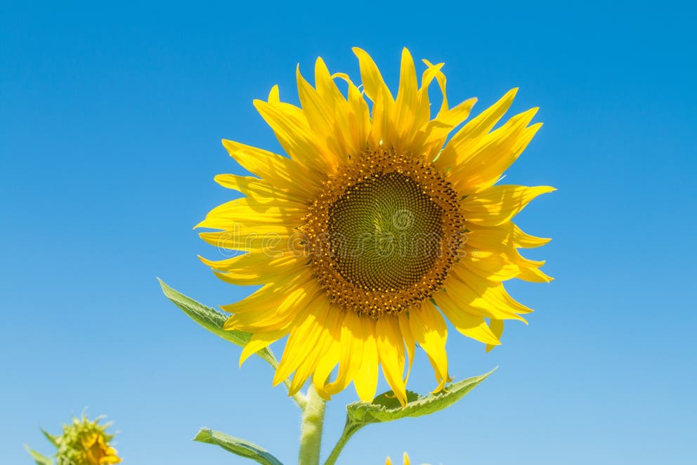 Sunflower stock image. Image of meadow, single, sunflowers - 49256243