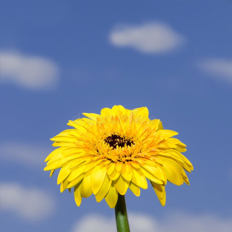 Sunflower with blue sky stock photo. Image of diet, macro - 5232602