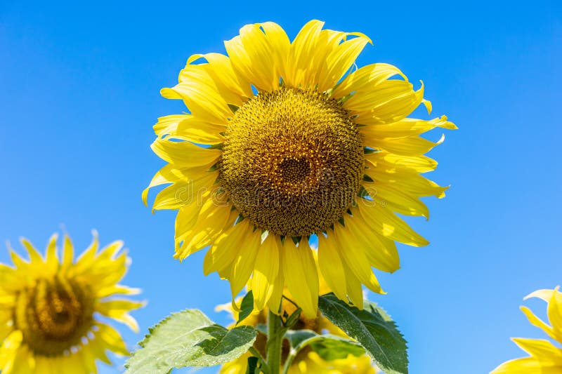 Sunflower, Sunflower with Blue Sky Landscape Stock Photo - Image of ...