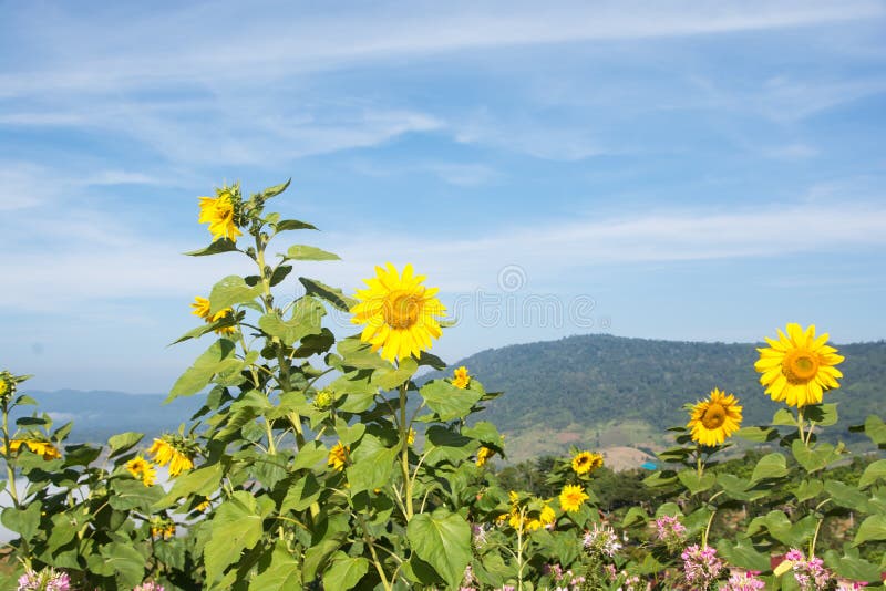 Sunflower on blue sky stock image. Image of landscape - 70976855