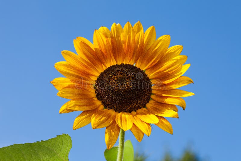 Sunflower, blue sky stock image. Image of blossoming - 59291503