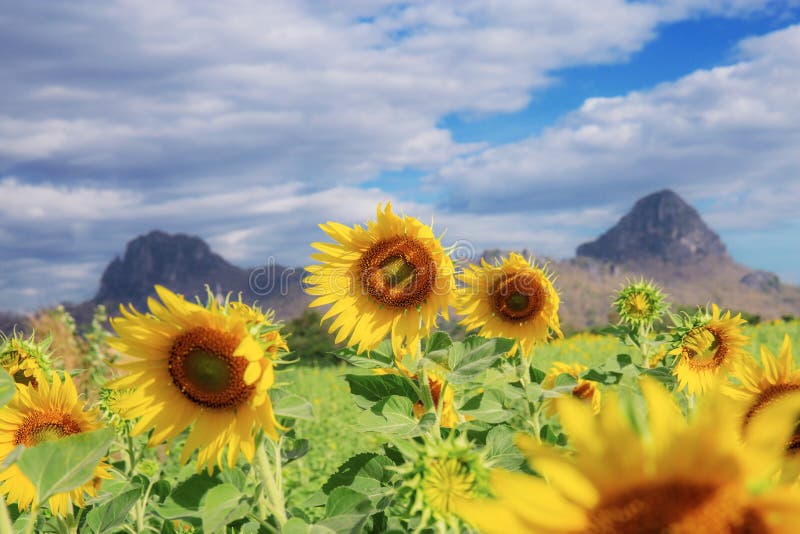 Sunflower with Blue Sky in Winter Stock Image - Image of petals, farm ...