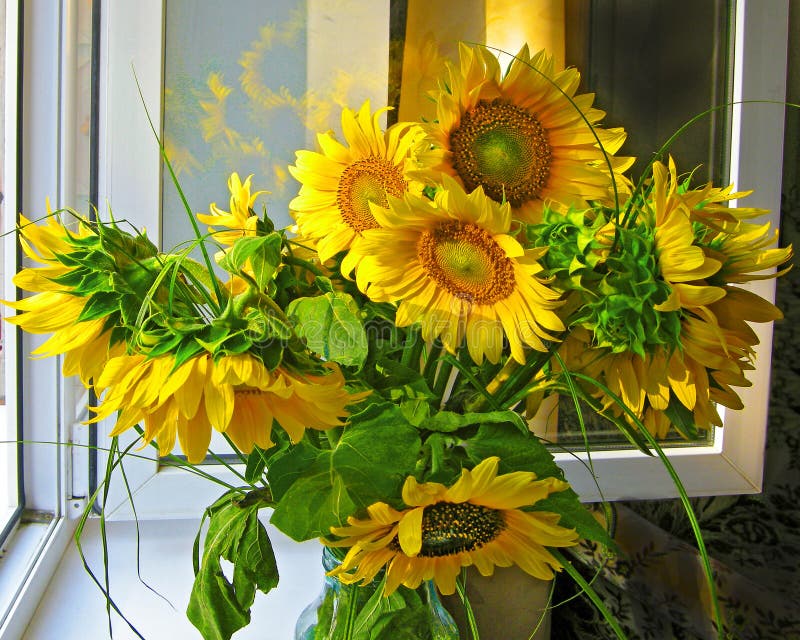 Sunflower Flower In Front Of A Window Stock Photo - Image of farm ...