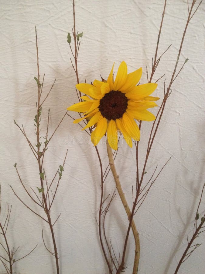Sunflower between Branches. Stock Image - Image of sunflower, branches ...