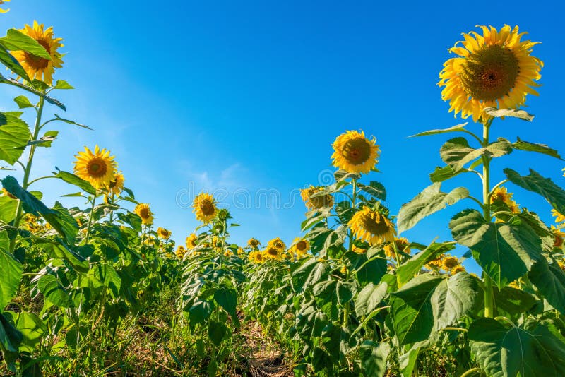 Sunflower bright blue sky stock image. Image of beautiful - 136579161