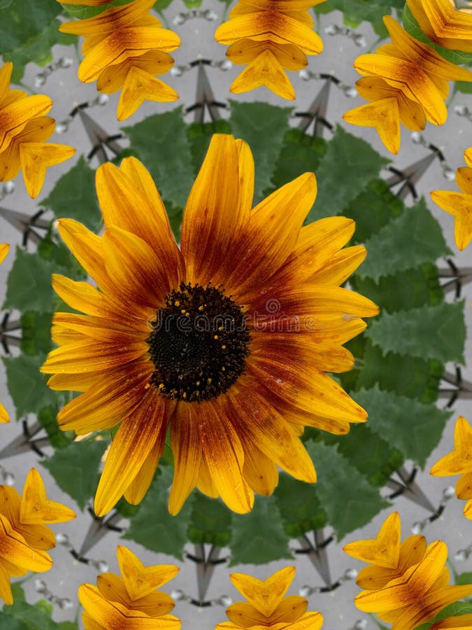 Sunflower stock photo. Image of flowering, sunflower - 197887514