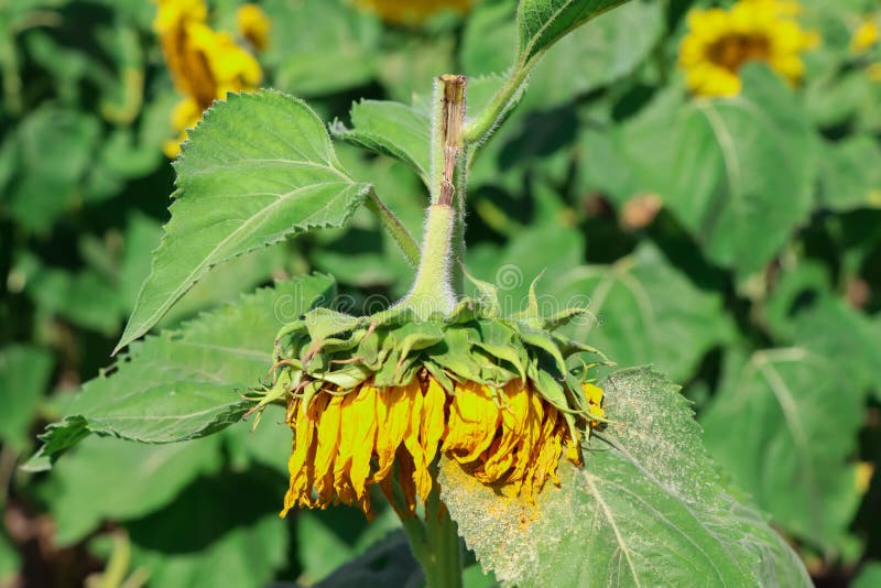 The Sunflower is Broken because of Its Heavy Weight Stock Image - Image ...