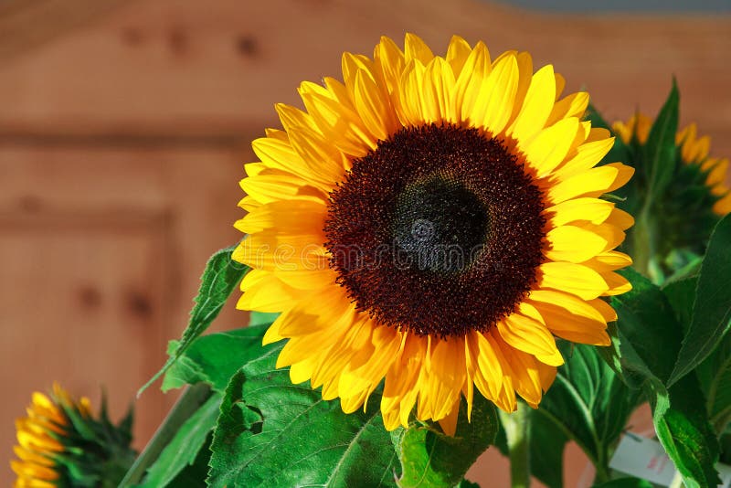 Sunflower stock image. Image of summer, sunflower, russia - 13553483