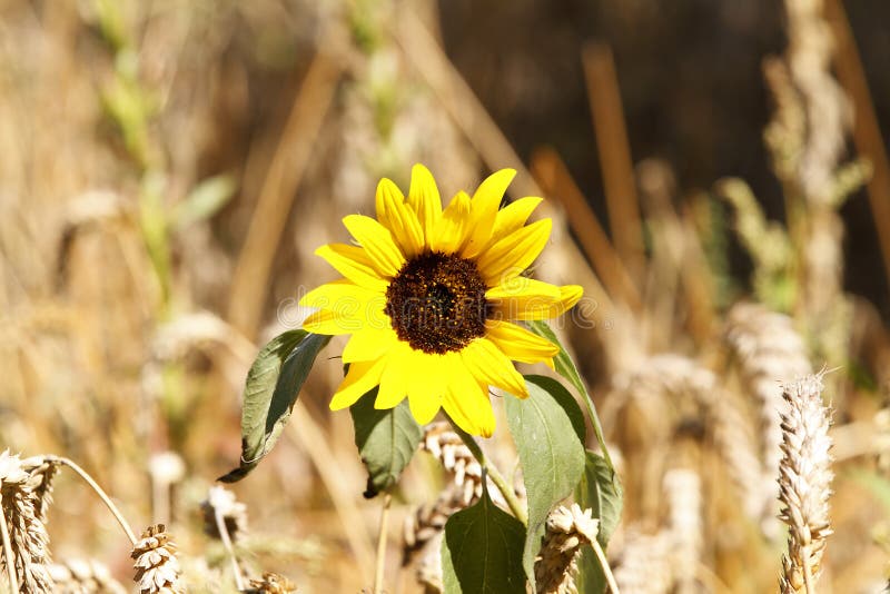 Sunflower in Brown Environment Stock Photo - Image of sunflower, stem ...