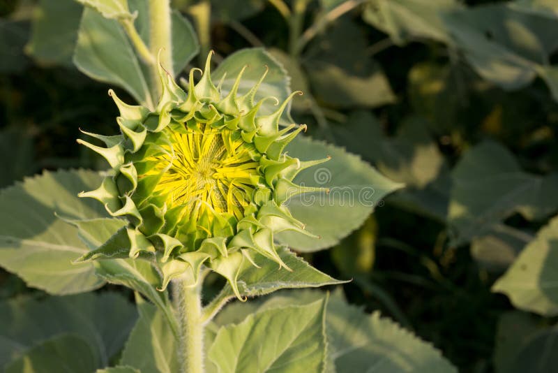 405 Closed Sunflower Bud Stock Photos - Free & Royalty-Free Stock ...