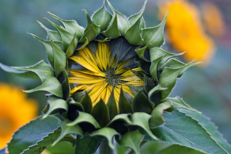 Sunflower Bud Closeup stock image. Image of closeup, blurry - 45284103