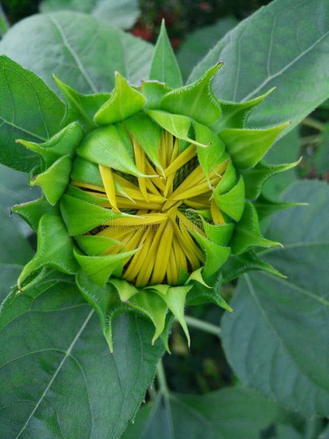 Sunflower bud stock photo. Image of nature, little, flower - 100584582