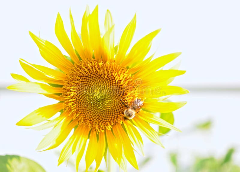 Sunflower with Busy Bee stock image. Image of busy, sunflower - 51842741
