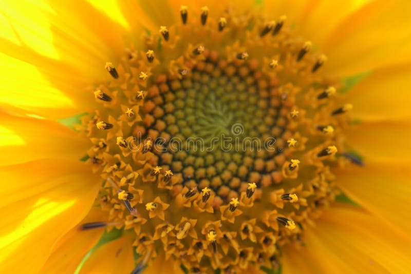 Sunflower Center stock photo. Image of light, fractal - 66620456