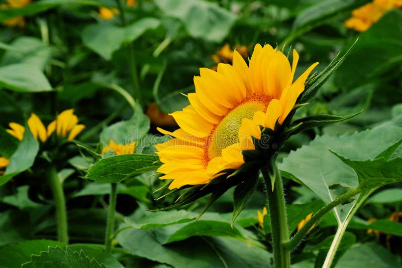 Sunflower in China stock image. Image of china, summer - 152545921