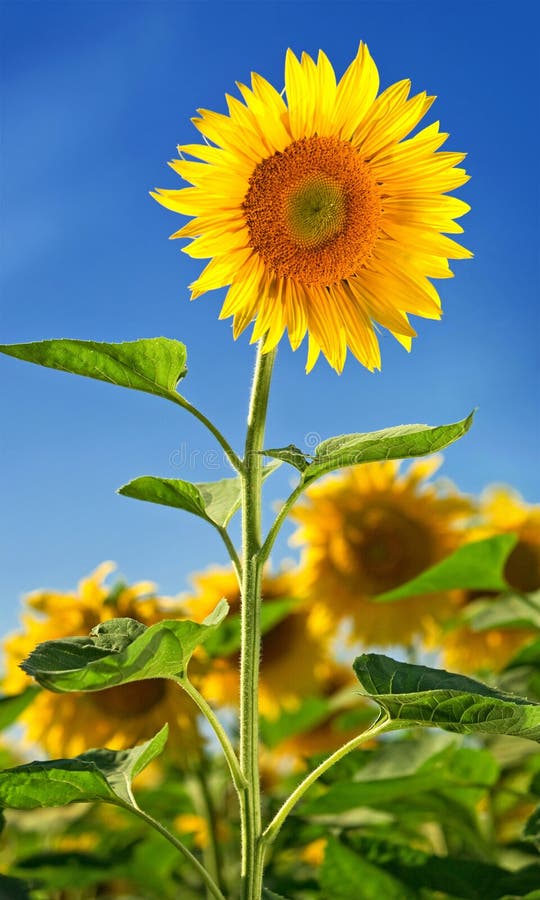 Sunflower on Blue Sky Backround Stock Photo - Image of bright, light ...