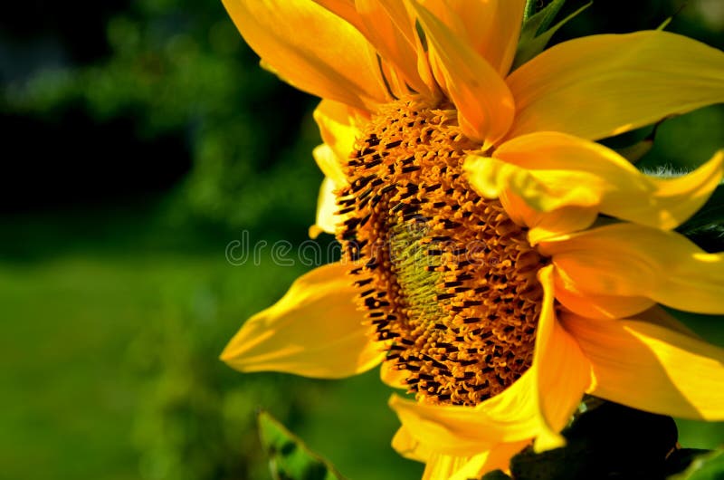 787 Real Sunflower Stock Photos - Free & Royalty-Free Stock Photos from ...