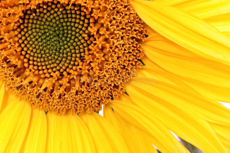 Sunflower Close Up stock photo. Image of yellow, sunflower - 11334910