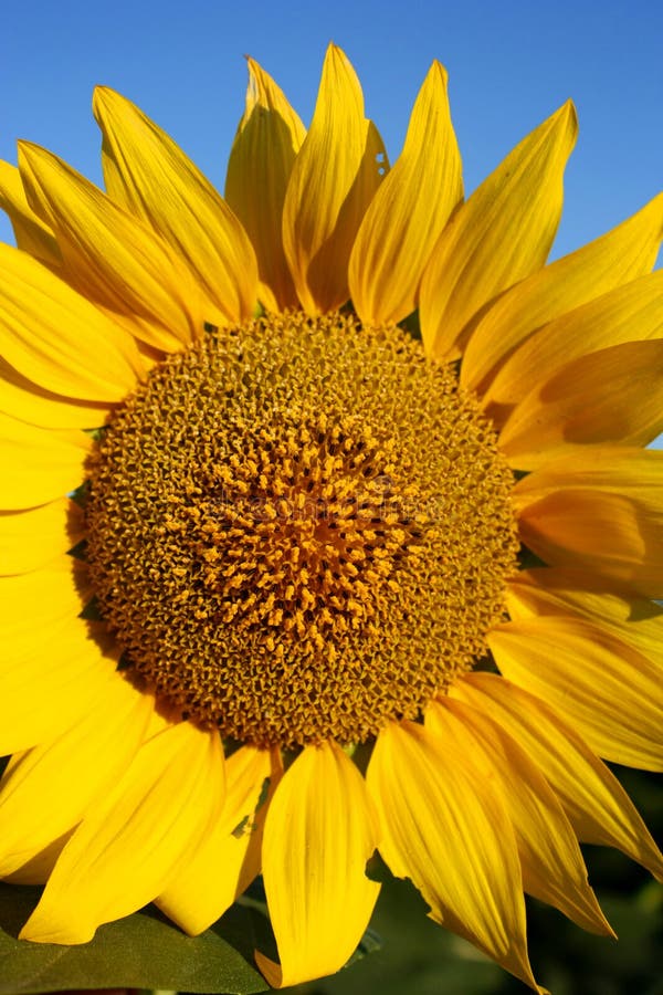 Sunflower close up stock image. Image of sunflowers, blue - 11350149
