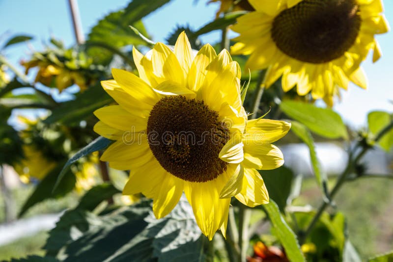 Sunflower close up stock image. Image of sunflower, blue - 153524669