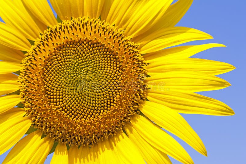 Sunflower close up stock image. Image of yellow, sunflower - 25616043
