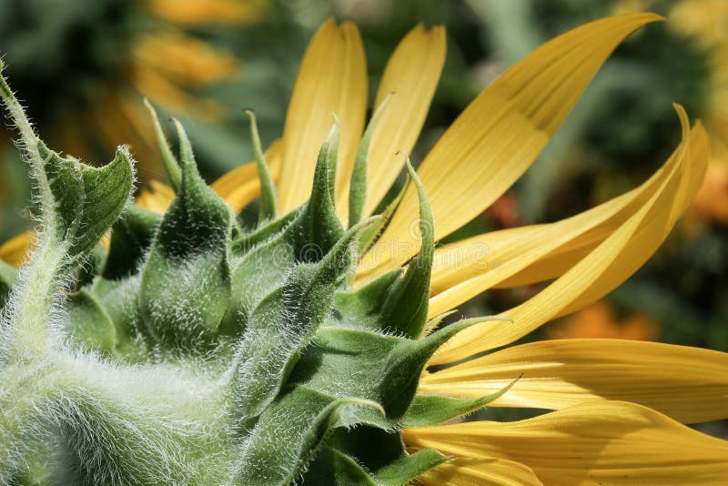 Sunflower stock photo. Image of growth, field, green - 75966112