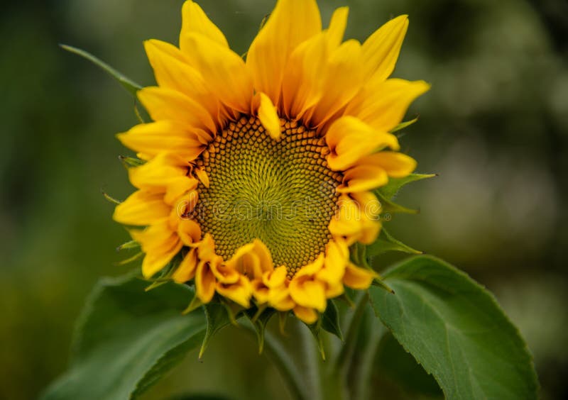 274 Sunflower Side View Close Up Stock Photos - Free & Royalty-Free ...