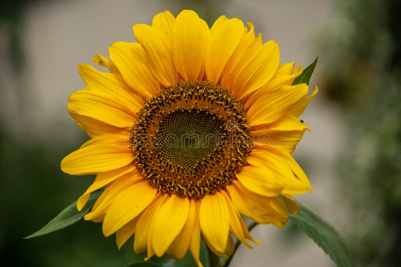 274 Sunflower Side View Close Up Stock Photos - Free & Royalty-Free ...