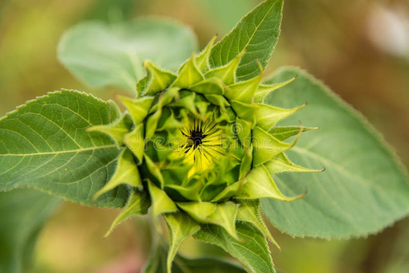 324 Sunflower Side View Close Up Stock Photos - Free & Royalty-Free ...