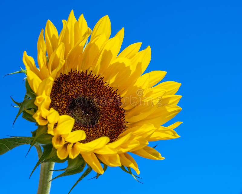 Sunflower stock image. Image of closeup, blue, flower - 256804147