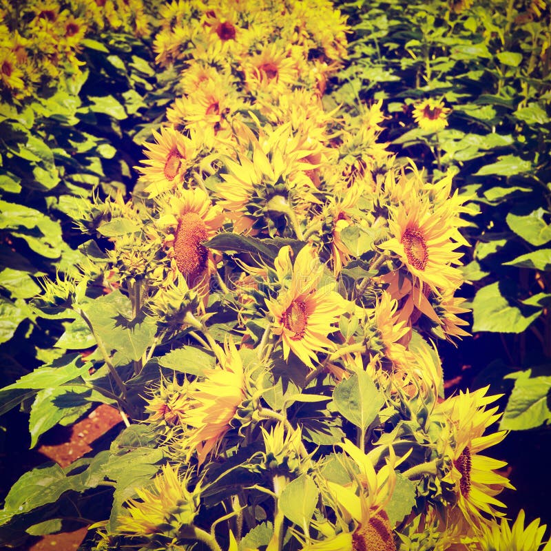 Sunflower stock photo. Image of outdoor, field, leaf - 41381298