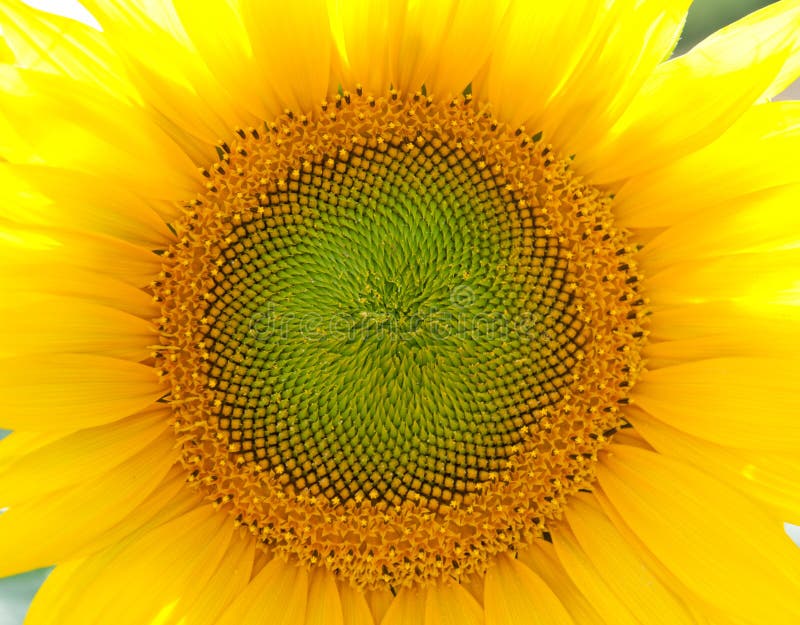 Middle of Sunflower stock photo. Image of aroma, flora - 56566704