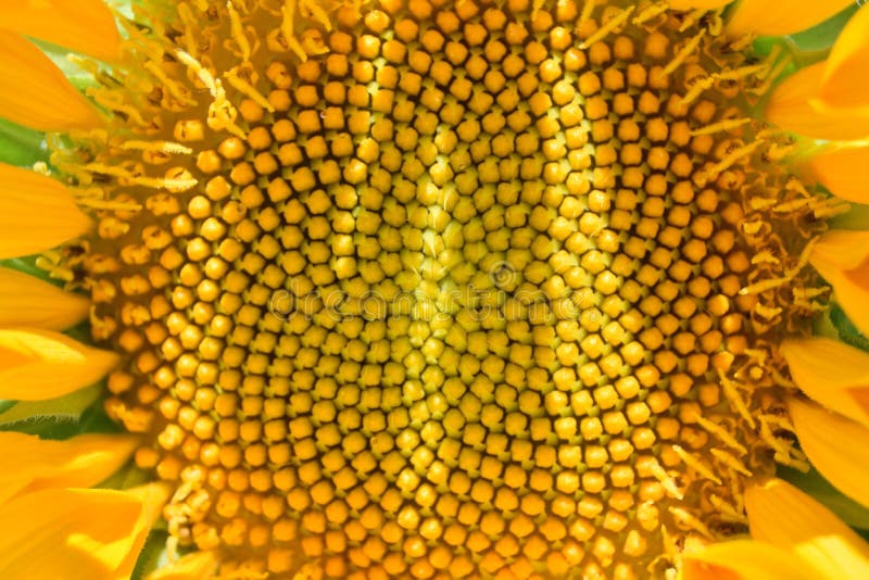 Sunflower Seeds - Golden Ratio - Golden Spiral - Fibonacci Spiral Stock ...