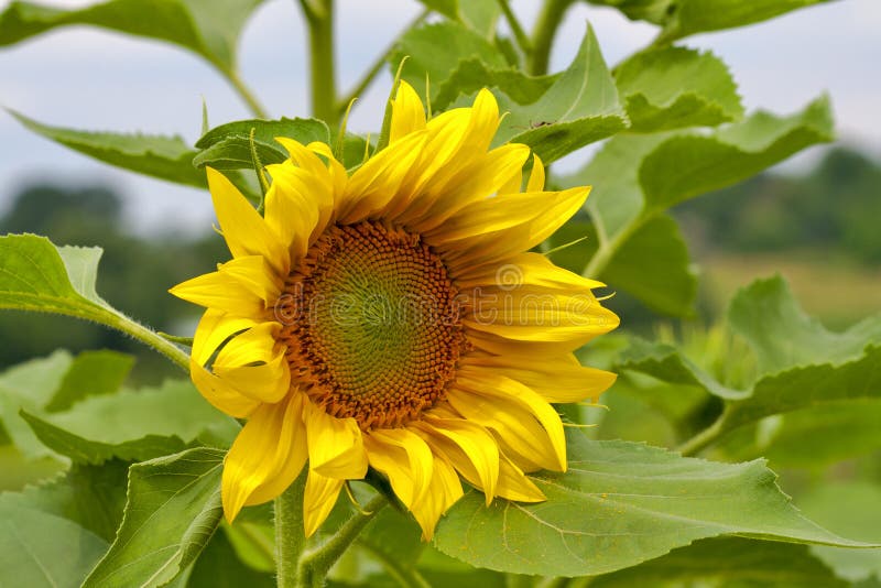 Opening sunflower bud stock image. Image of macro, life - 192603