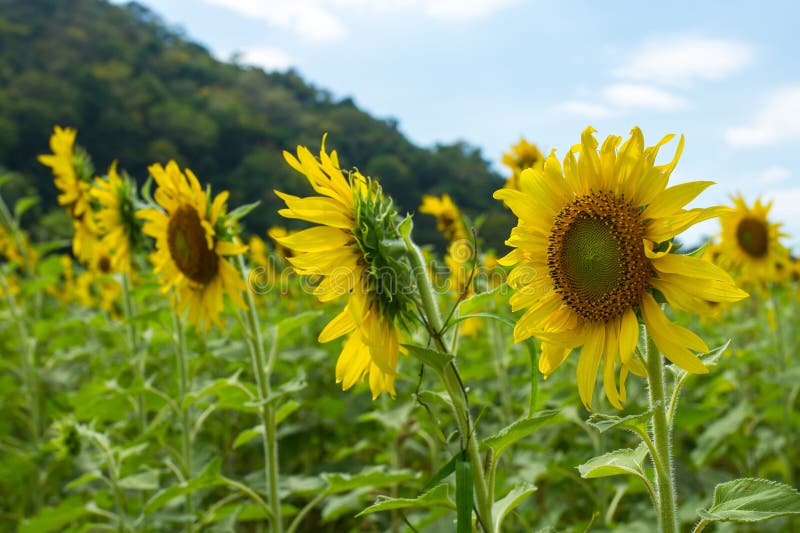 Sunflower.close Up Sunflower Field on a Clear Day Stock Image - Image ...