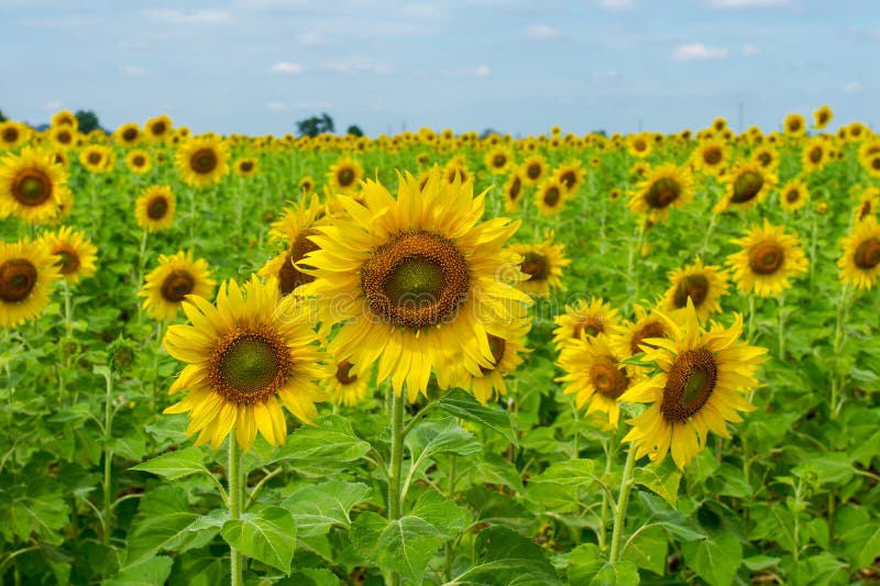 Sunflower.close Up Sunflower Field on a Clear Day Stock Photo - Image ...