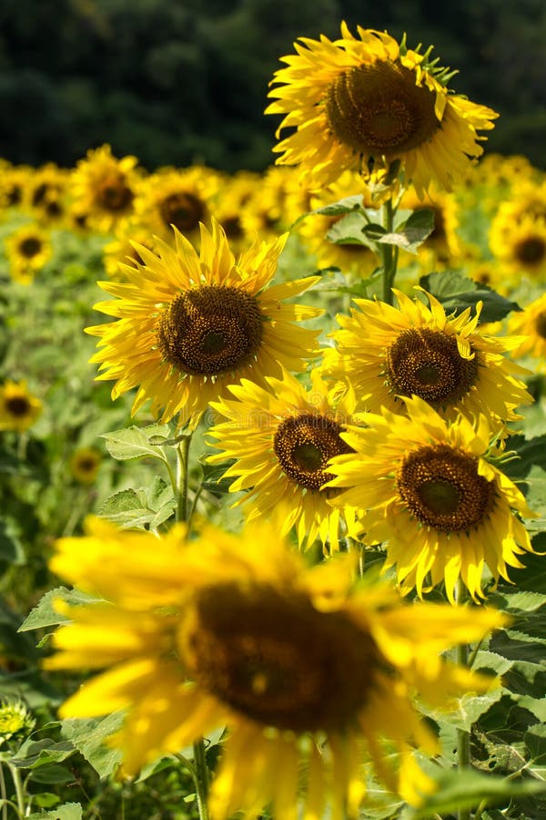 Sunflower.close Up Sunflower Field on a Clear Day Stock Photo - Image ...