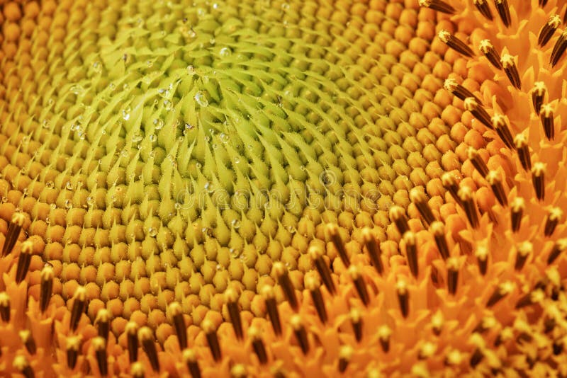 Sunflower Close-up in the Form of Patterns and Full-screen Textures As ...