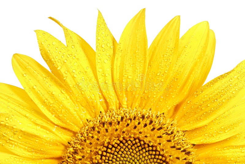 Sunflower stock photo. Image of flora, beautiful, pretty - 36225988