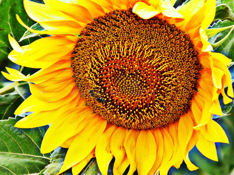 Sunflower, close-up jomka stock image. Image of orange - 192263199