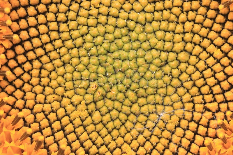 Sunflower close up stock photo. Image of green, single - 55806762