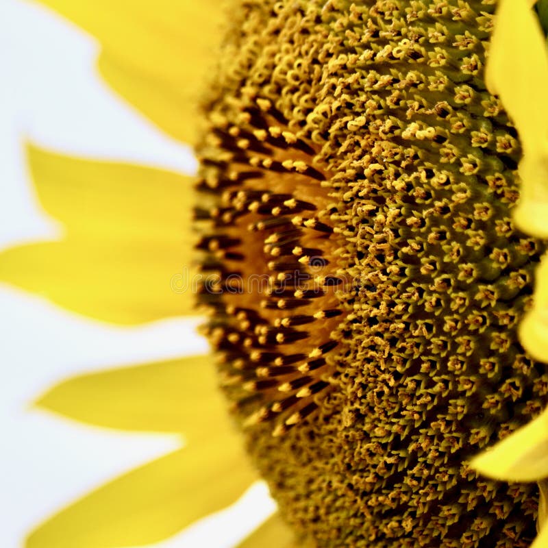 Disk Florets of Sunflower in Japanese Field. Stock Image - Image of ...