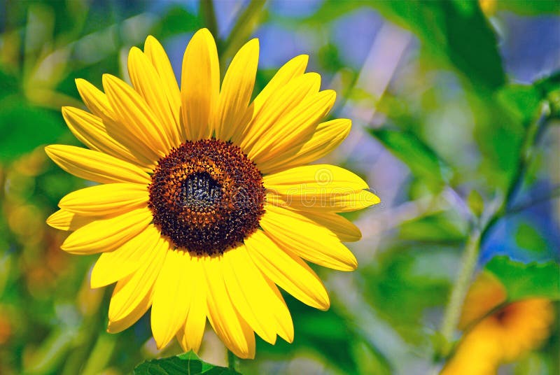 Symmetrical Sunflower Stock Photos - Free & Royalty-Free Stock Photos ...