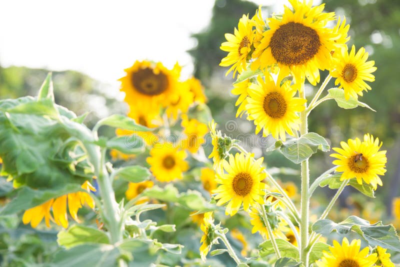 Sunflower stock photo. Image of sunny, close, closeup - 88661918