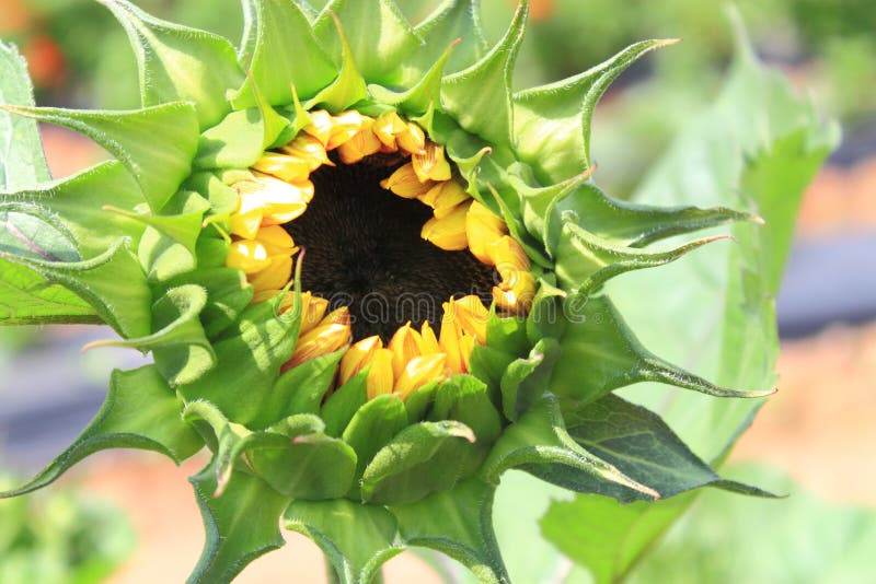 Opening sunflower bud stock image. Image of macro, life - 192603