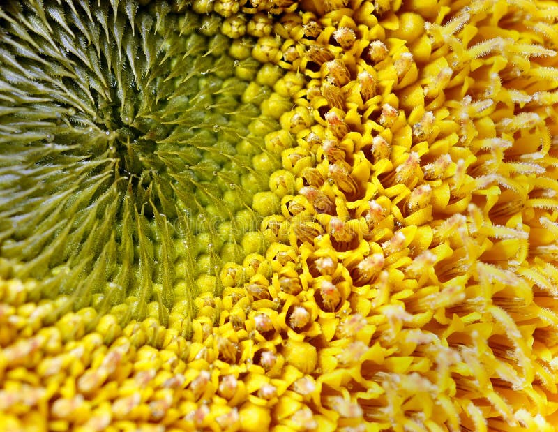 Sunflower Pod stock image. Image of macro, sunflowers, flower - 633121