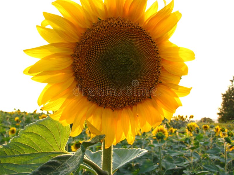 The Sunflower Closeup.a Bright Sunny Flower Stock Photo - Image of ...