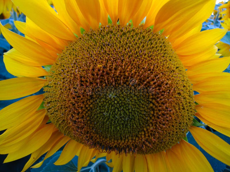 The Sunflower Closeup.a Bright Sunny Flower Stock Photo - Image of ...