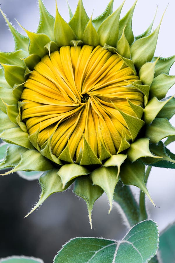 Sunflower closeup stock photo. Image of golden, blooming - 61614110