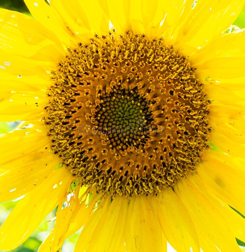 Sunflower Close Up of Disc Florets and Seeds Stock Image - Image of ...